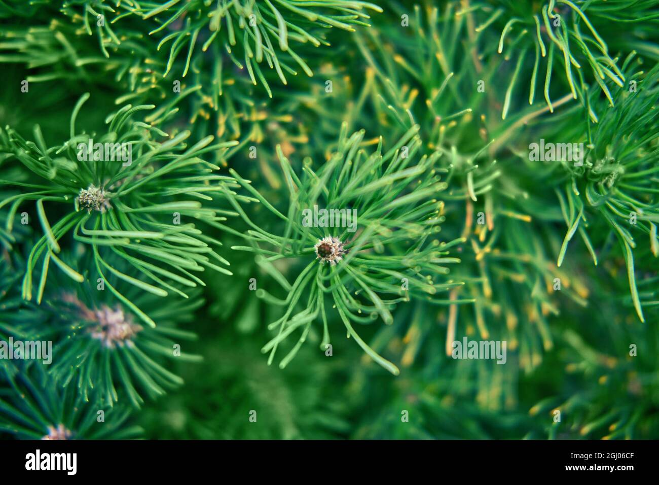 Christmas tree green needles background, texture closeup Stock Photo ...