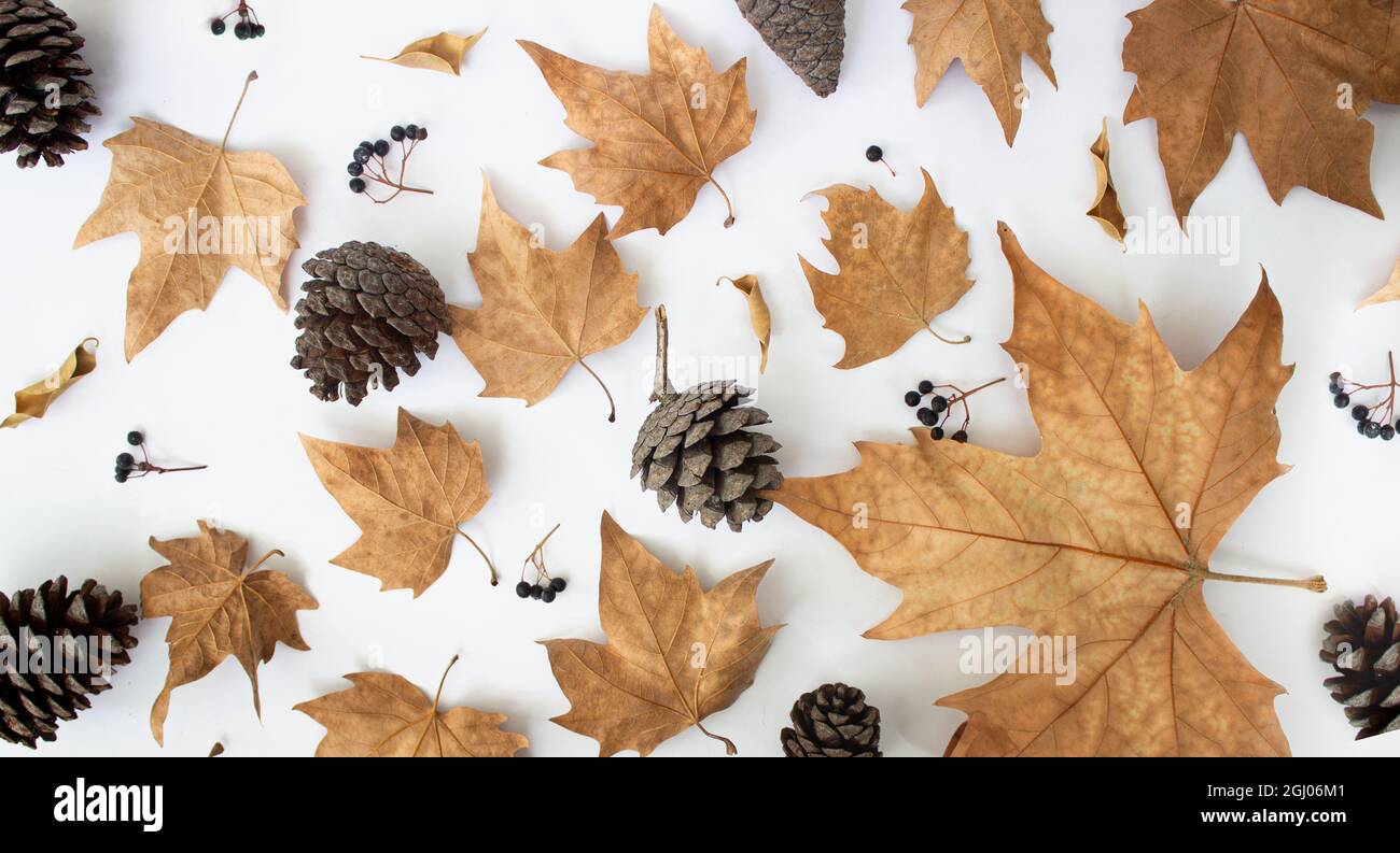 Autumn composition. Pattern made of spruce cones, dried leaves on white ...