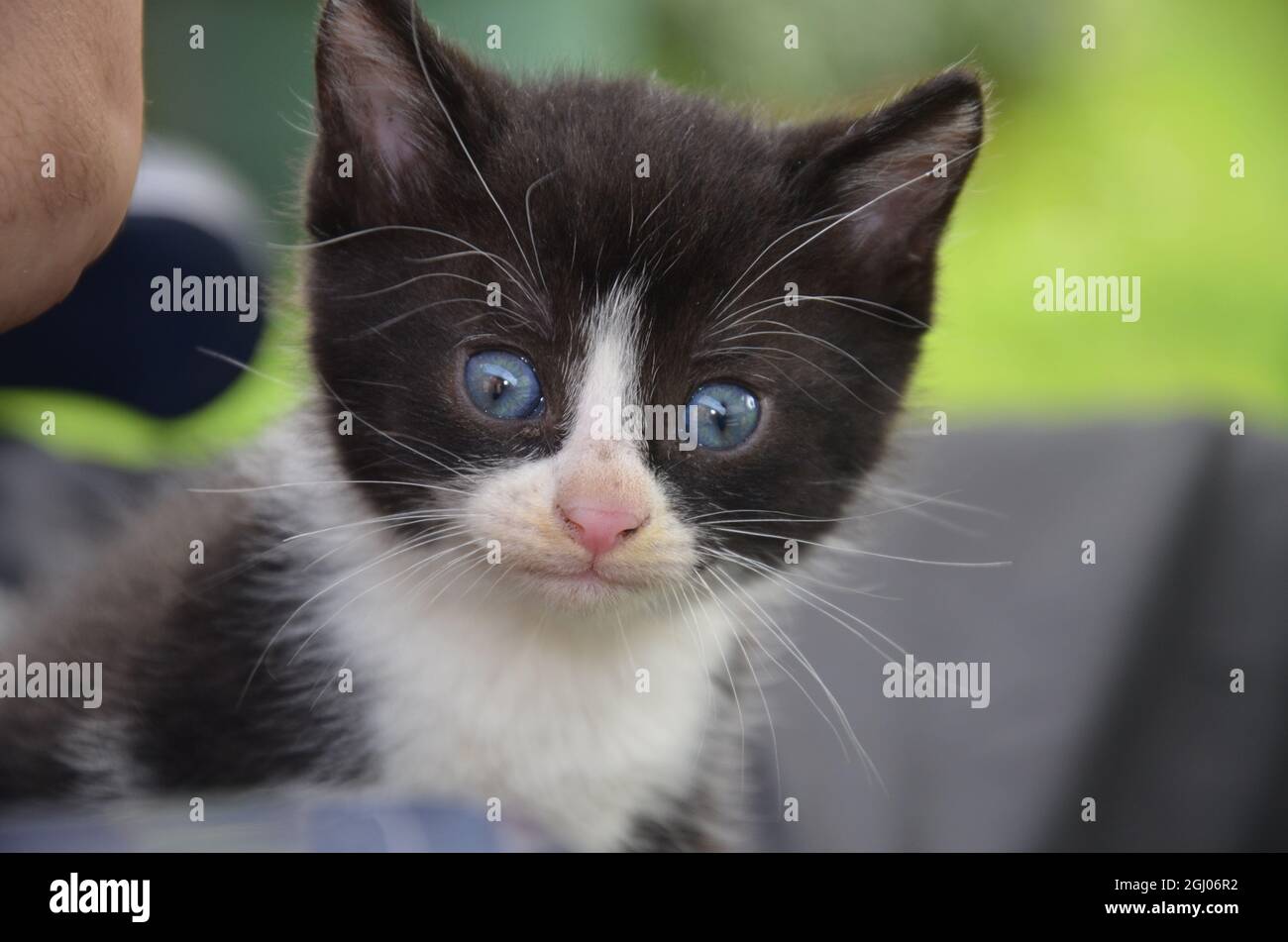 Junge katzen hi-res stock photography and images - Alamy