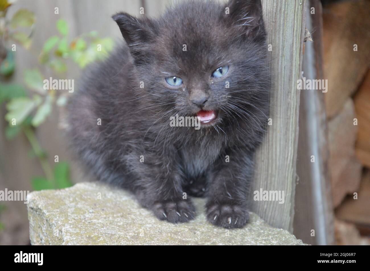 Junge Katze, Germany Stock Photo - Alamy