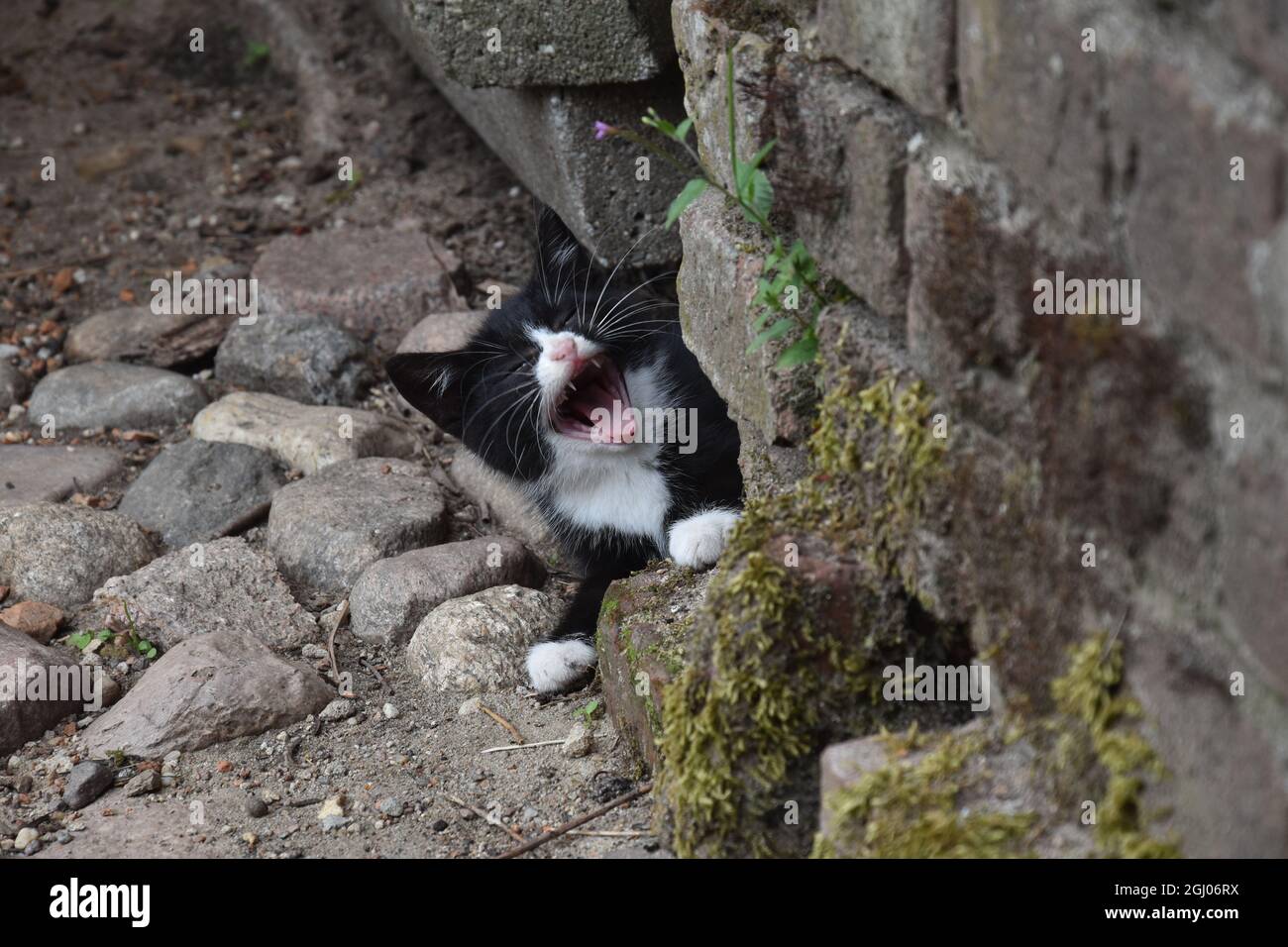 Junge katze hi-res stock photography and images - Alamy