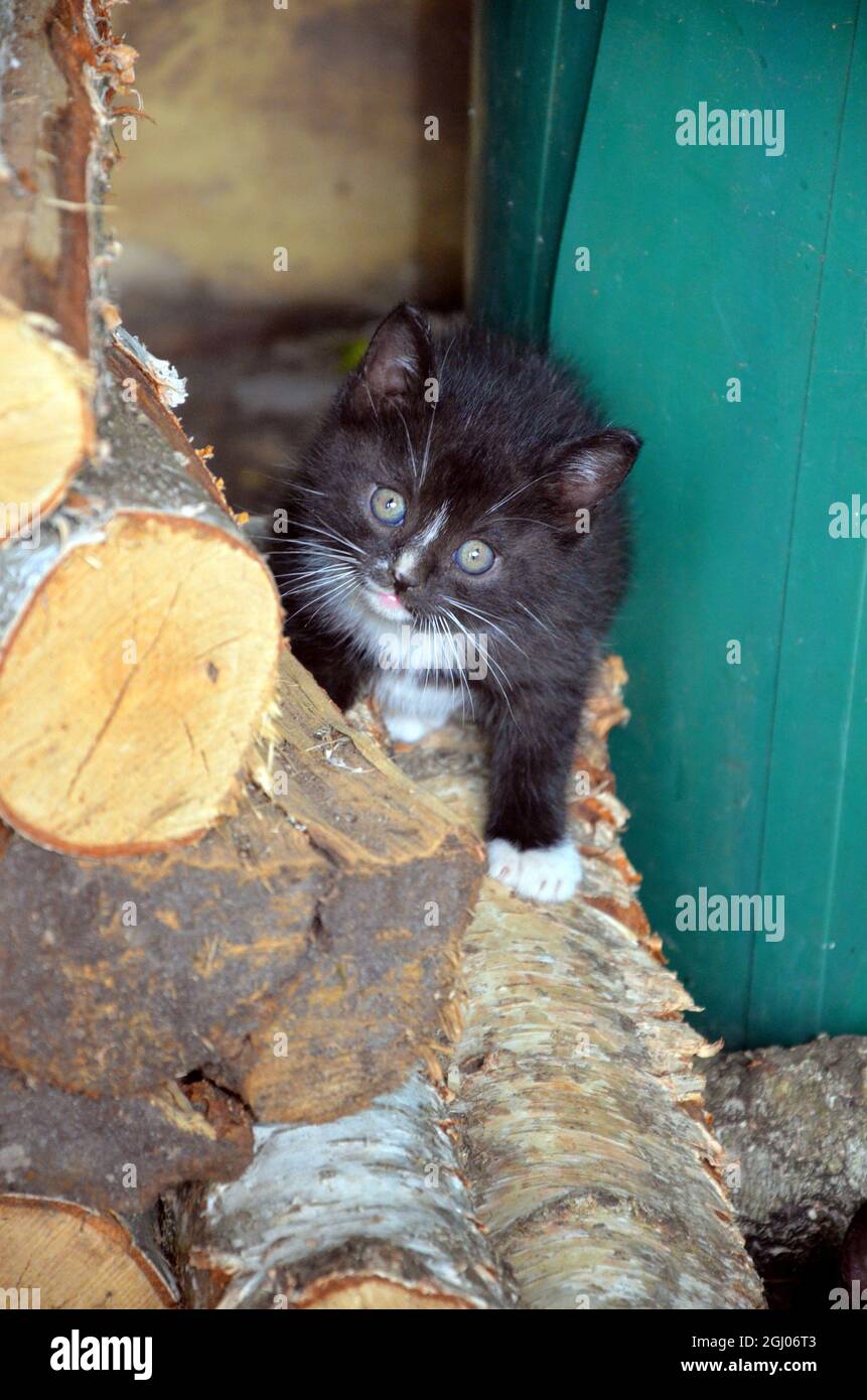 Junge Katze, Germany Stock Photo - Alamy
