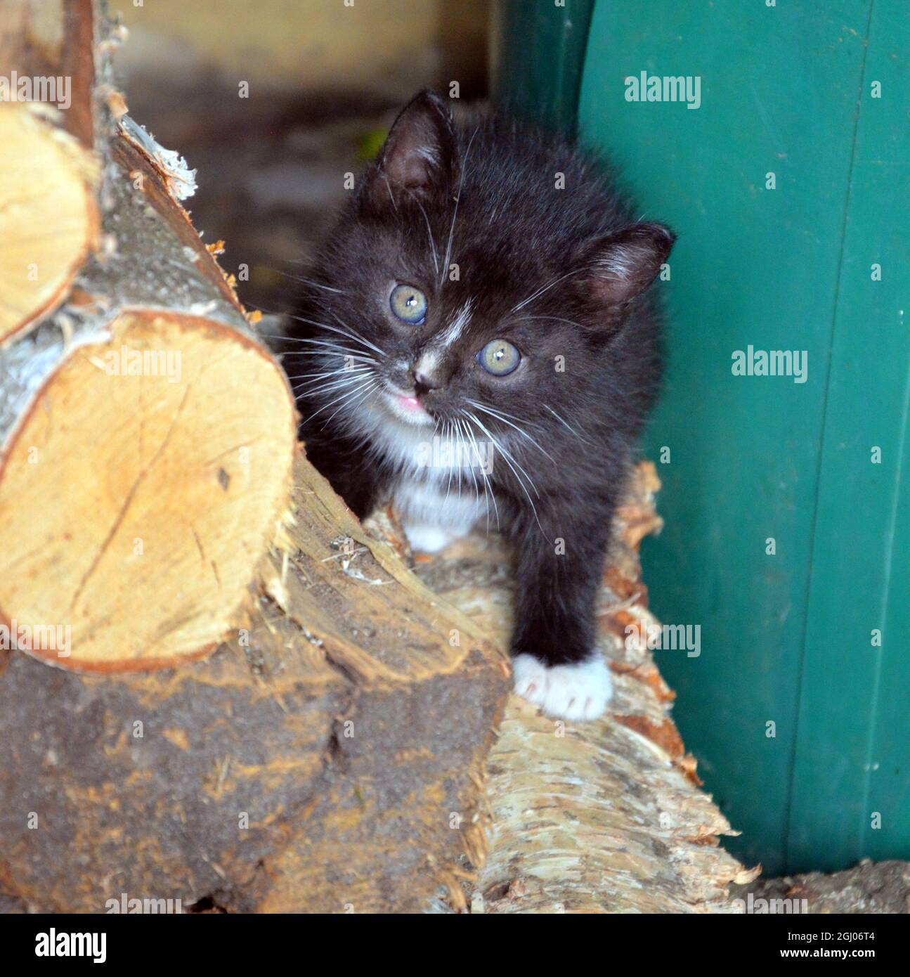 Junge katze hi-res stock photography and images - Alamy