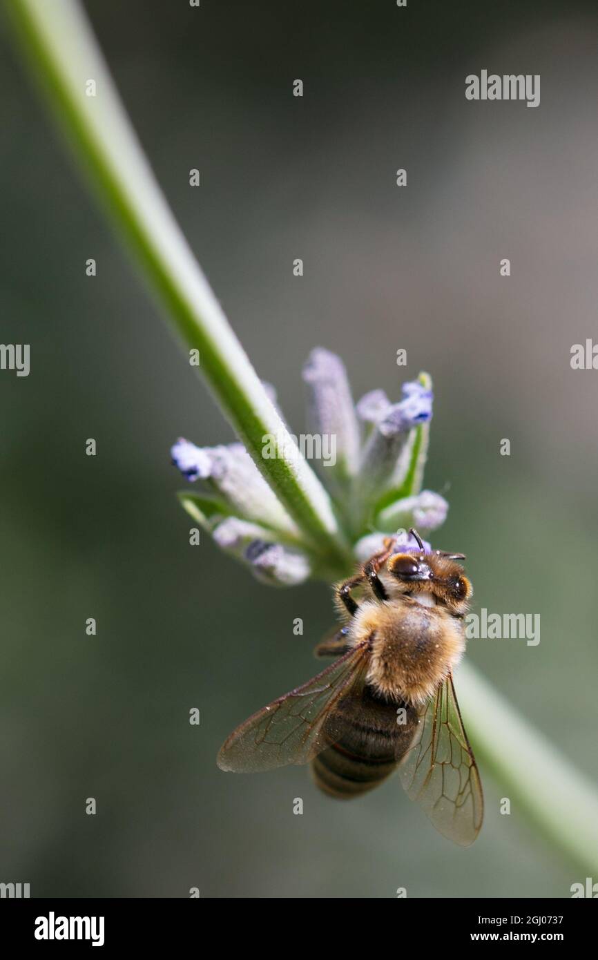 Bees collecting nectar in a green field Stock Photo - Alamy