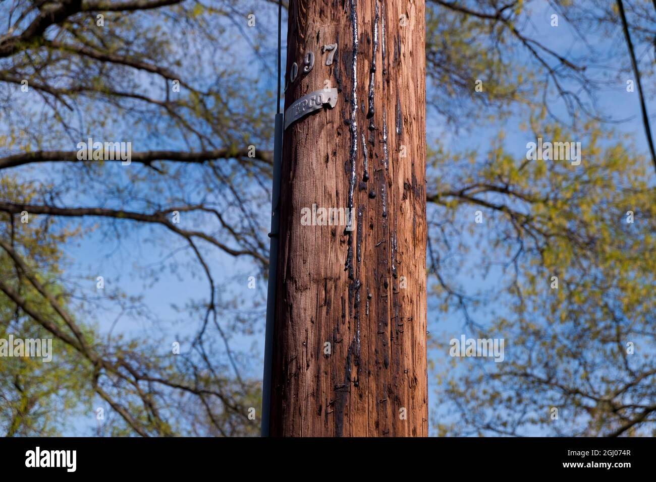 A standard wood telephone, utility pole with tar and staples. In ...