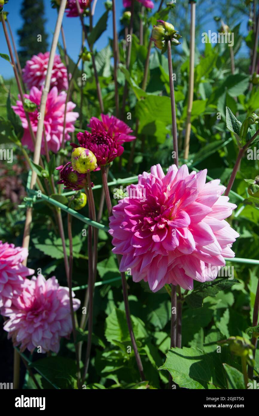 Flowers in a botanic garden Stock Photo - Alamy