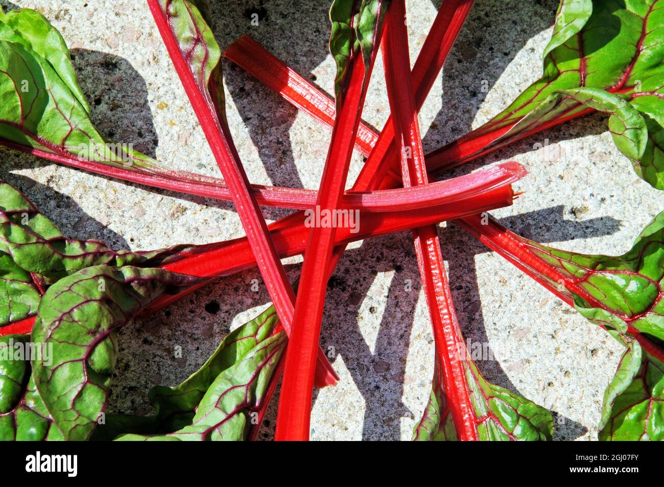 Cut Swiss Chard stalks (Bright Lights Stock Photo - Alamy
