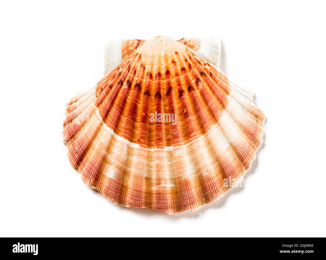 White scallop shell isolated on white background Stock Photo - Alamy
