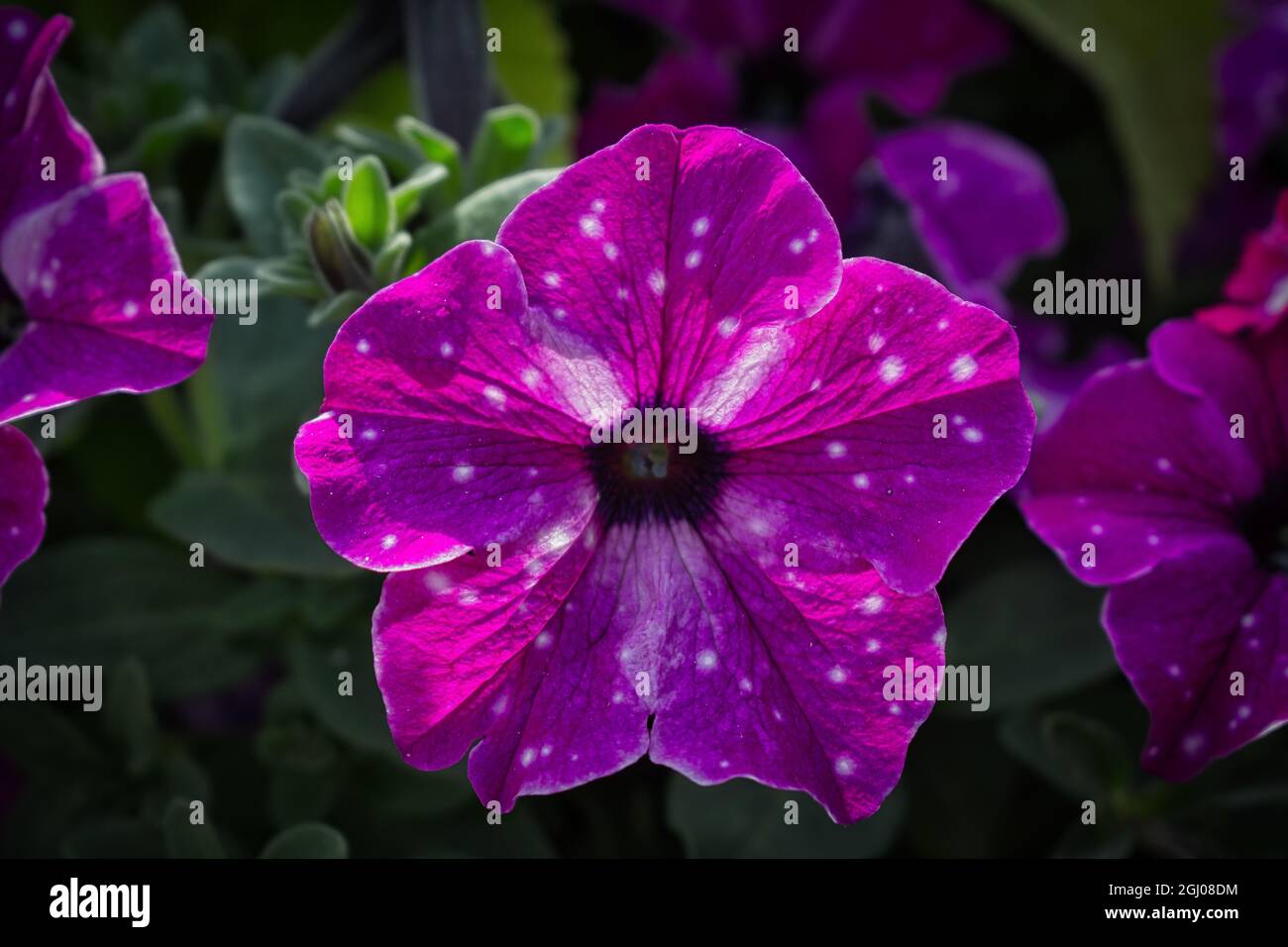 Beautiful flower in hi-res stock photography and images - Alamy