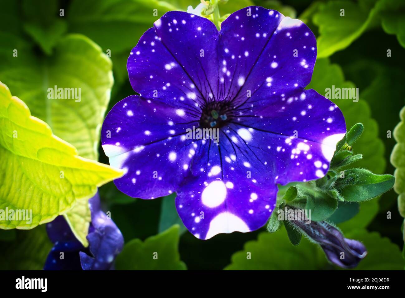 beautiful flower photographed in a dramatic look Stock Photo - Alamy