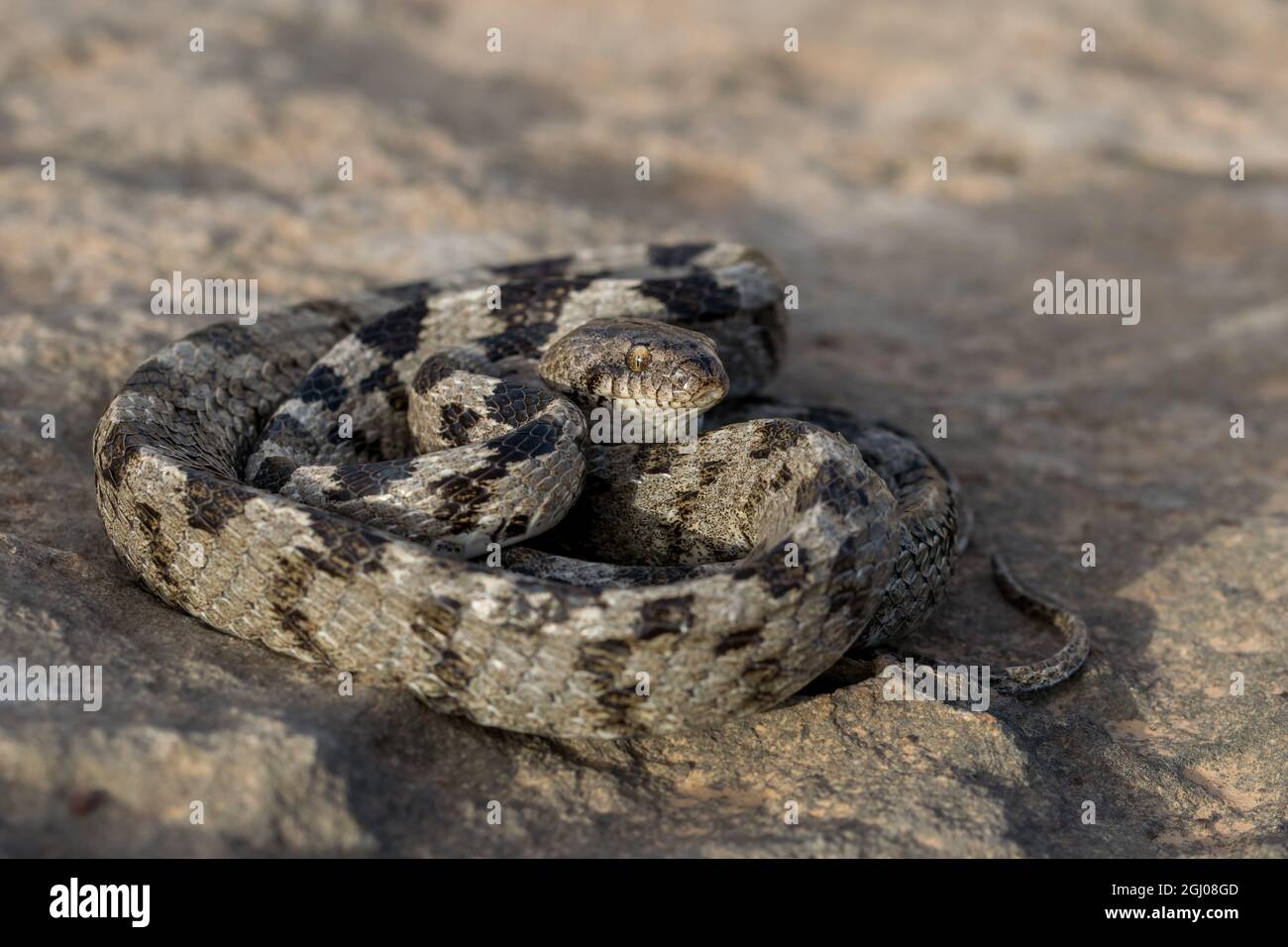 A European Cat Snake, or Soosan Snake, Telescopus fallax, curled up and ...