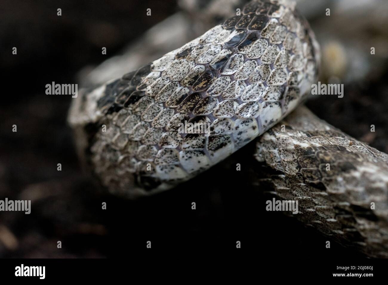 Detail of European Cat Snake, or Soosan Snake, Telescopus fallax, skin ...