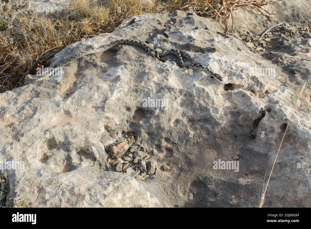 A European Cat Snake, or Soosan Snake, Telescopus fallax, slithering on ...