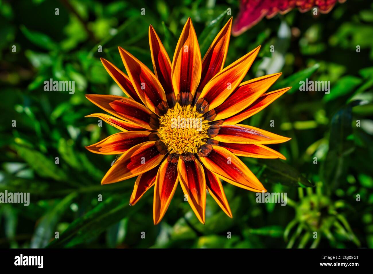 beautiful flower photographed in a dramatic look Stock Photo - Alamy
