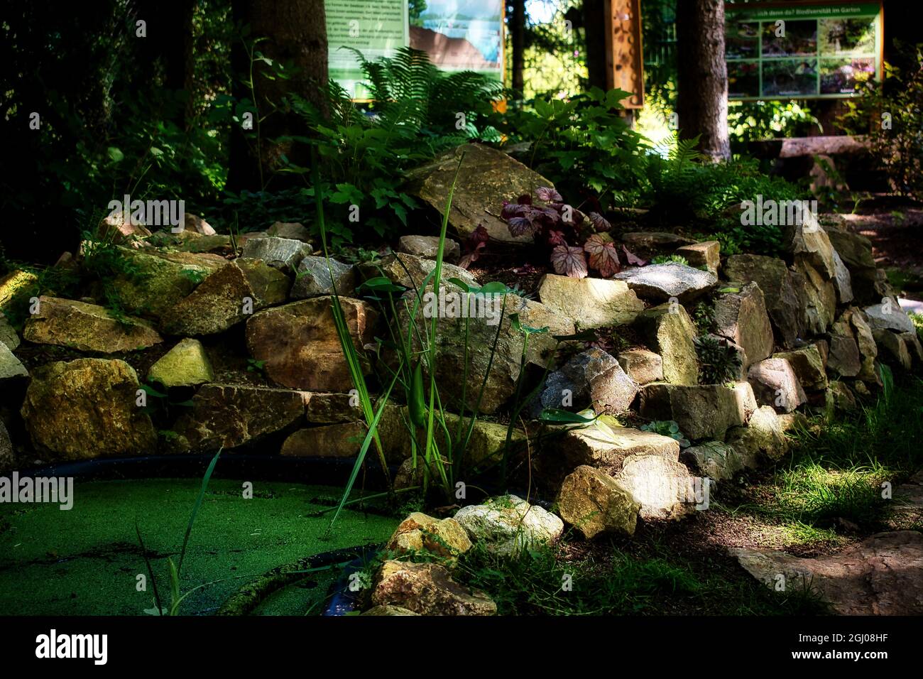 old tree roots photographed in a dramatic look Stock Photo - Alamy