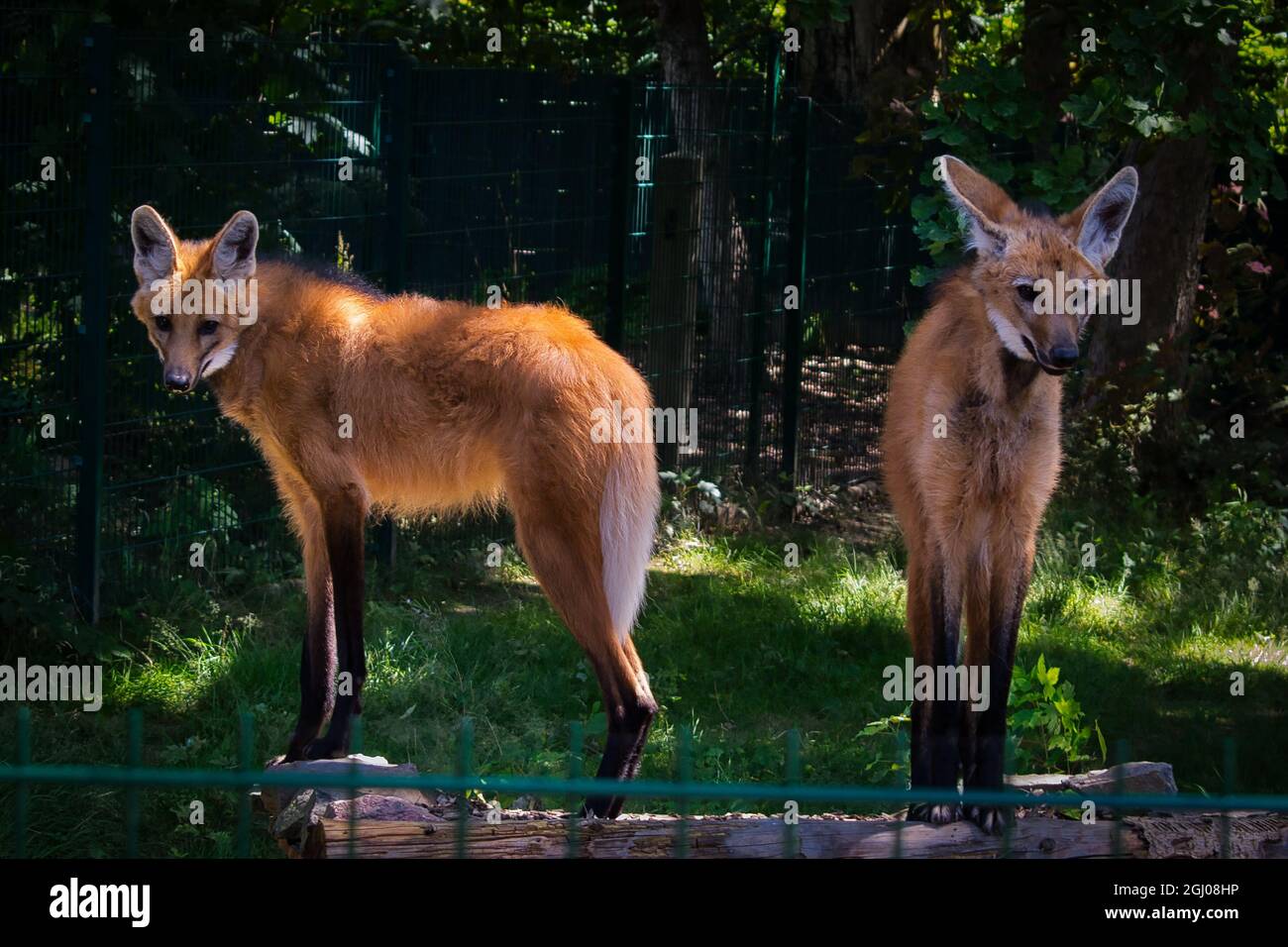 Wolf photography with a dramatic look Stock Photo - Alamy