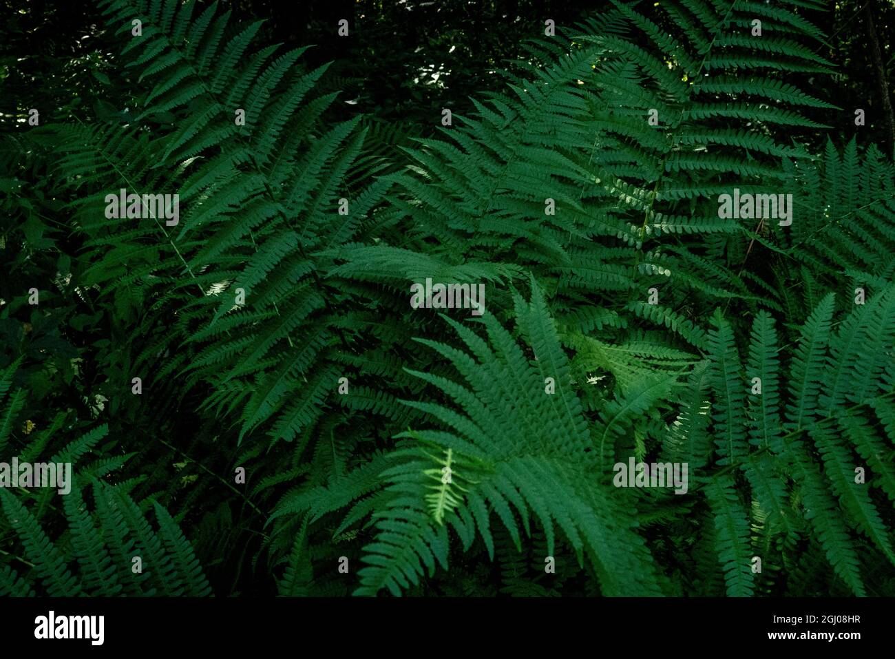 Ferns pattern hi-res stock photography and images - Alamy