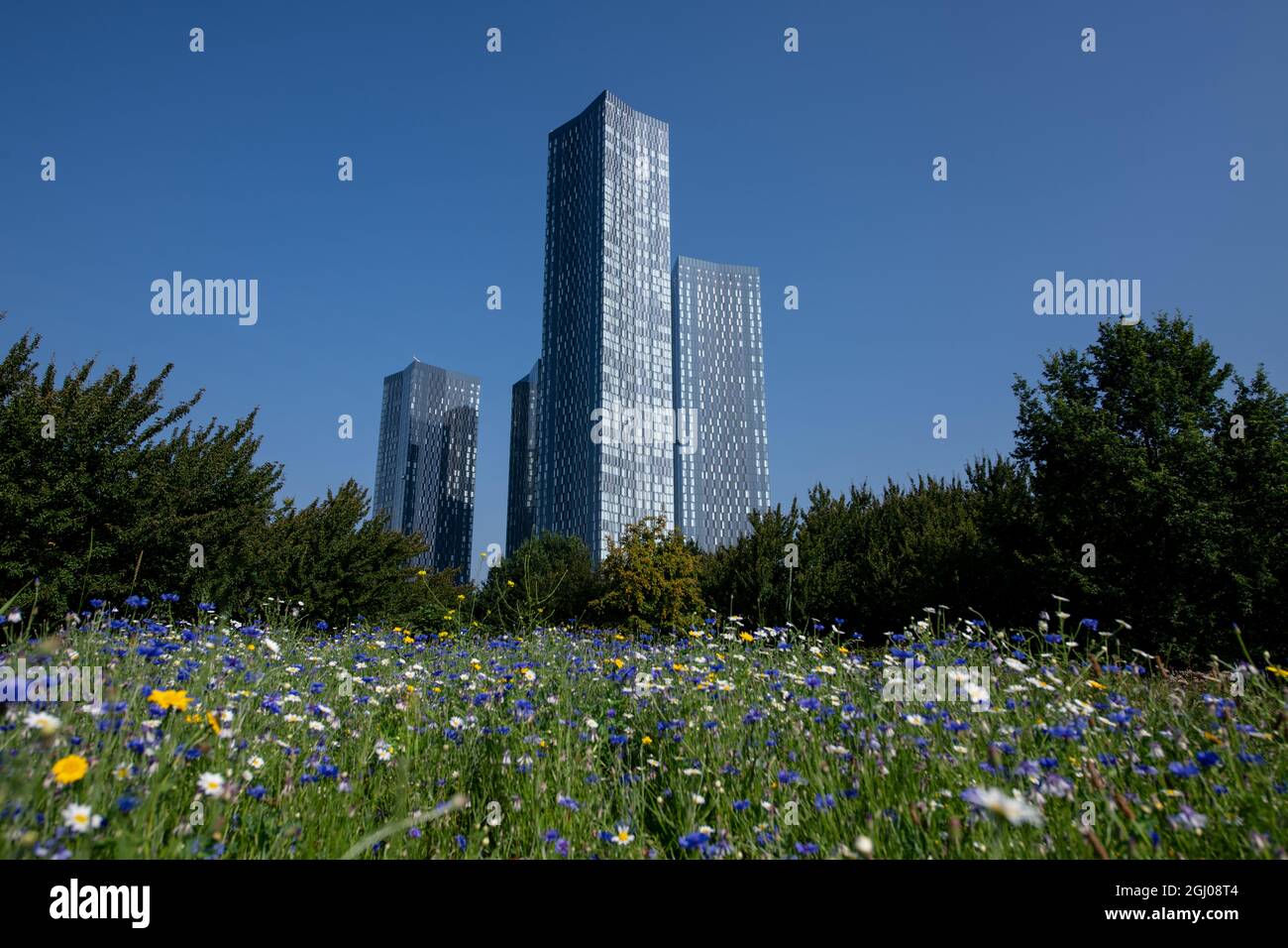 The Deansgate Square Skyscraper Cluster as seen from Hulme Park Stock ...