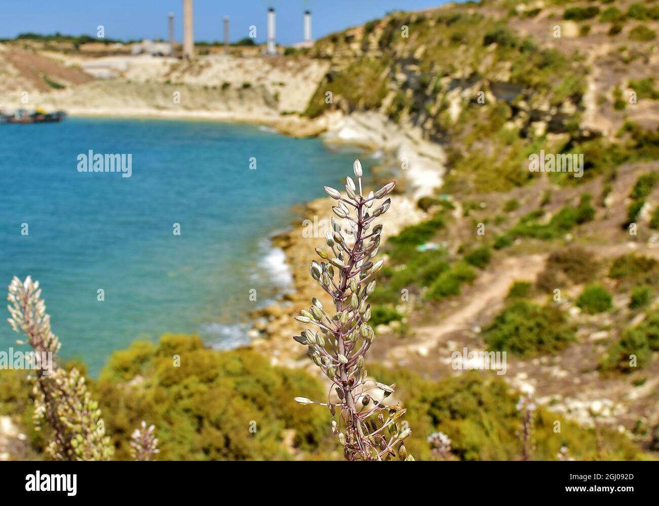 Urginea pancration hi-res stock photography and images - Alamy