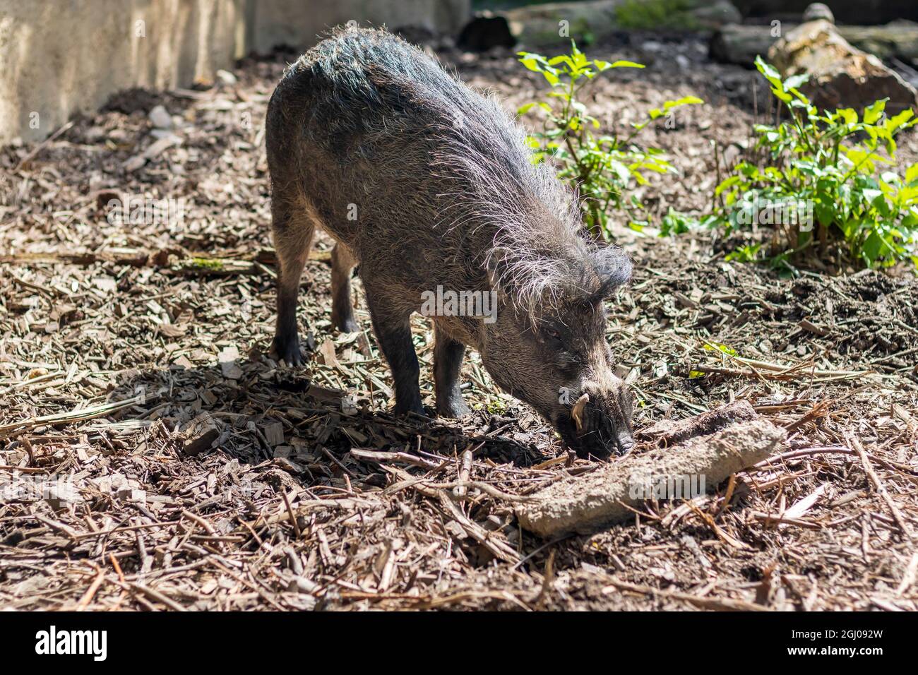 Warthog pig boar wildlife mammal hi-res stock photography and images ...