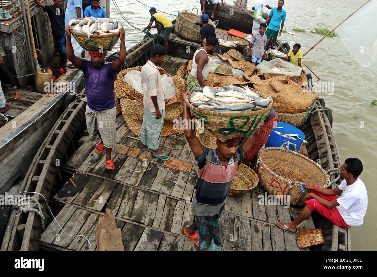 Non Exclusive: CHANDPUR CITY, BANGLADESH - SEPTEMBER 7: Fishermen hold ...