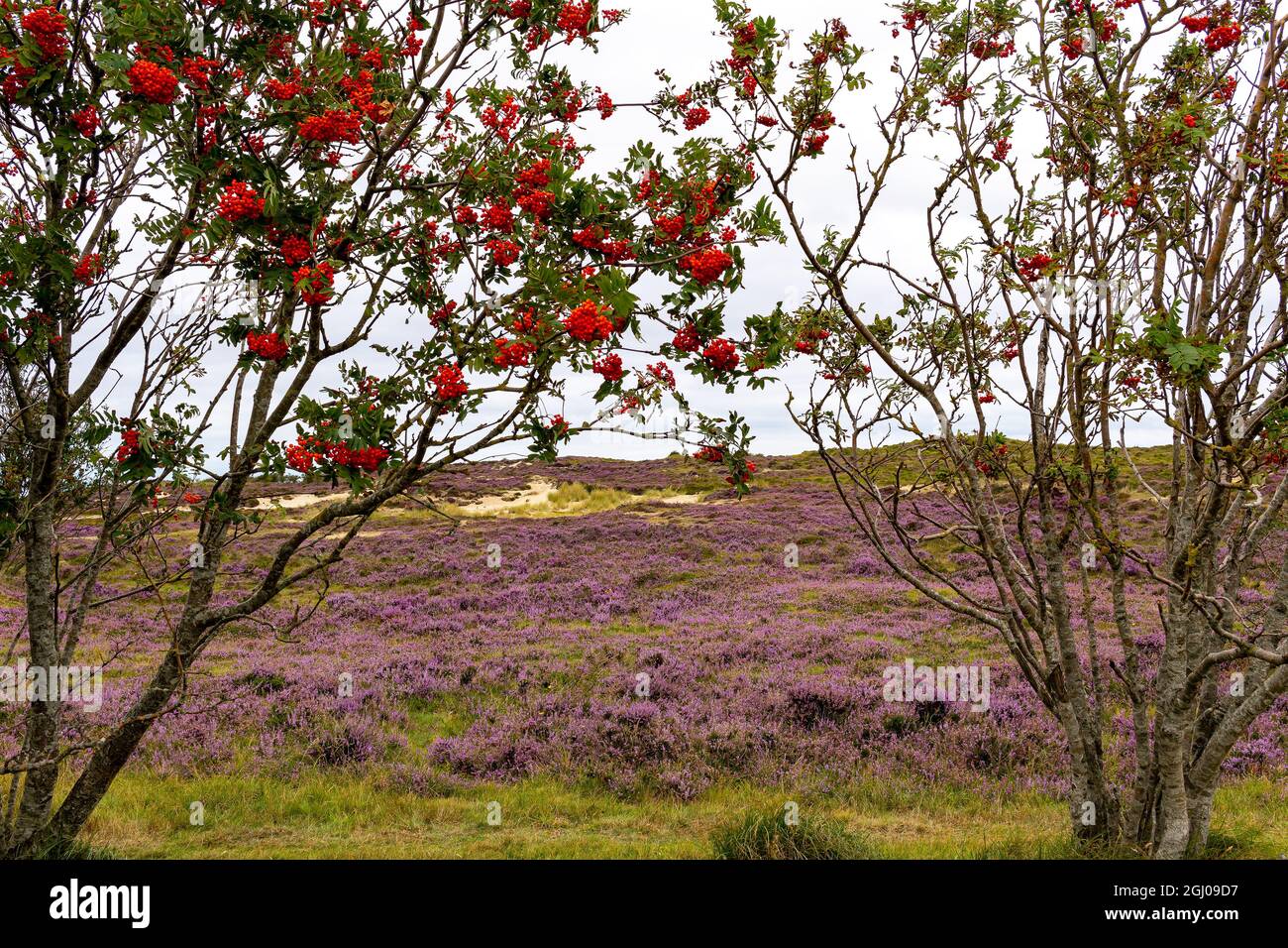 Heather field at Morsum-Cliff Natural reserve - Sylt, Germany Stock ...