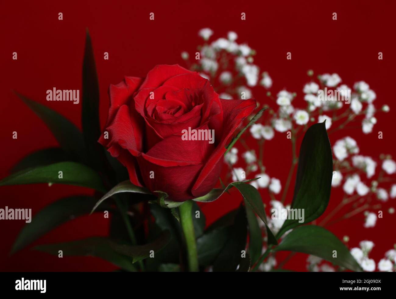 Red Rose on Red Velvet Background Stock Photo - Alamy