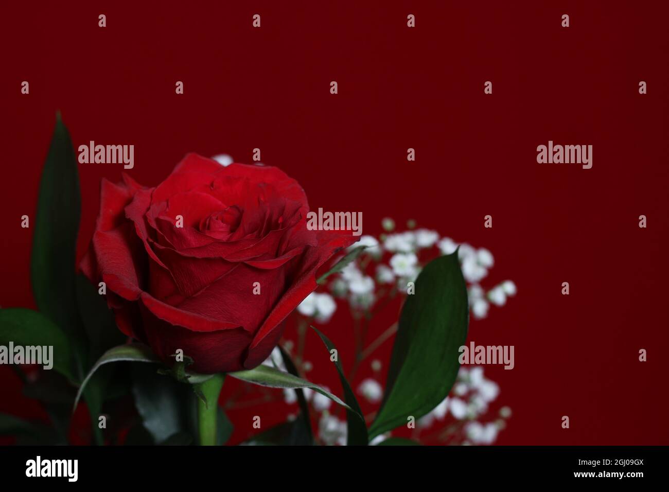 Red Rose on Red Velvet Background Stock Photo - Alamy