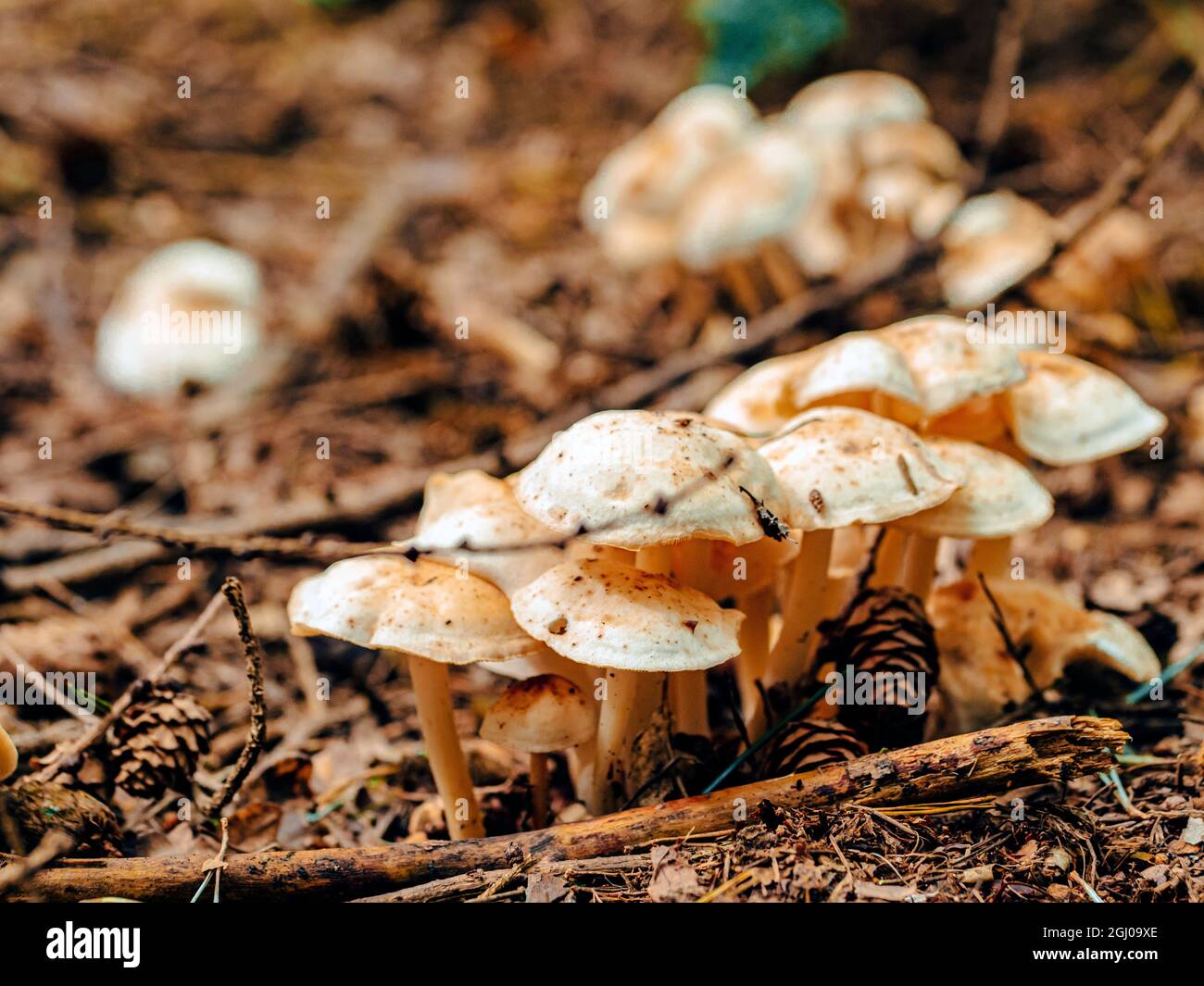 Mushrooms and Fungi growing in a moss covered forest in a beautiful ...