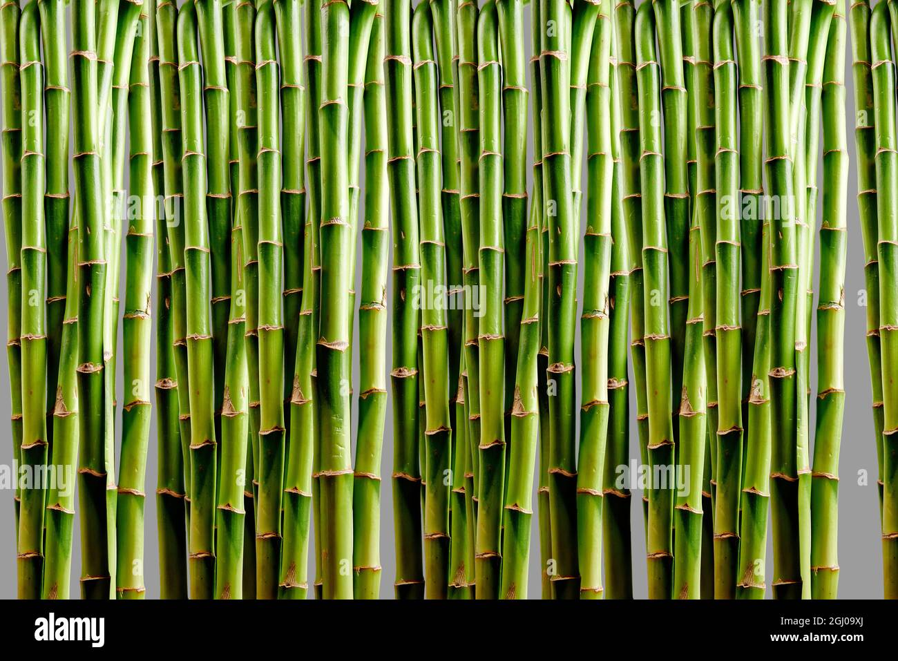 Green Bamboo wall backround in front view Stock Photo - Alamy