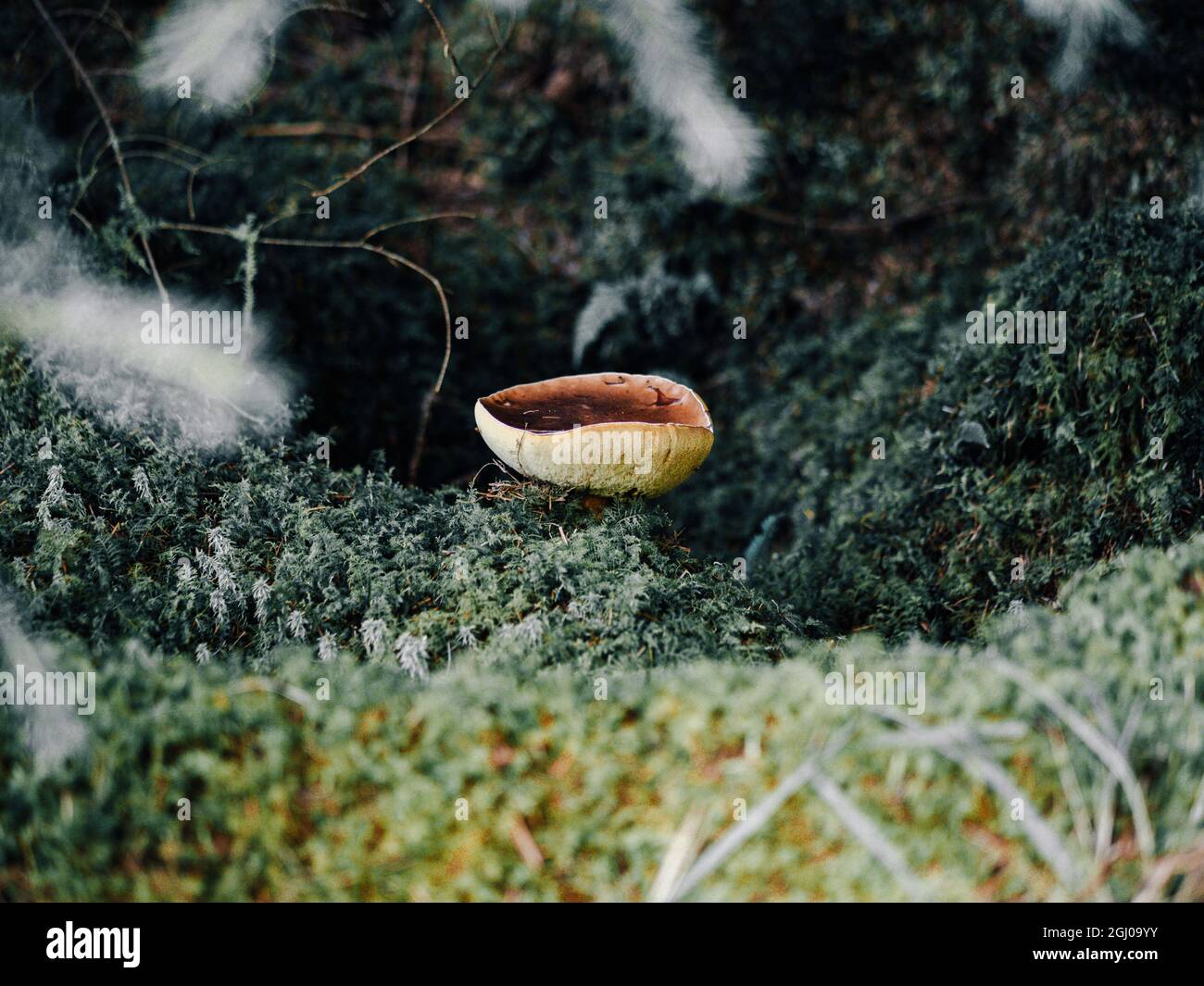 Mushrooms and Fungi growing in a moss covered forest in a beautiful ...