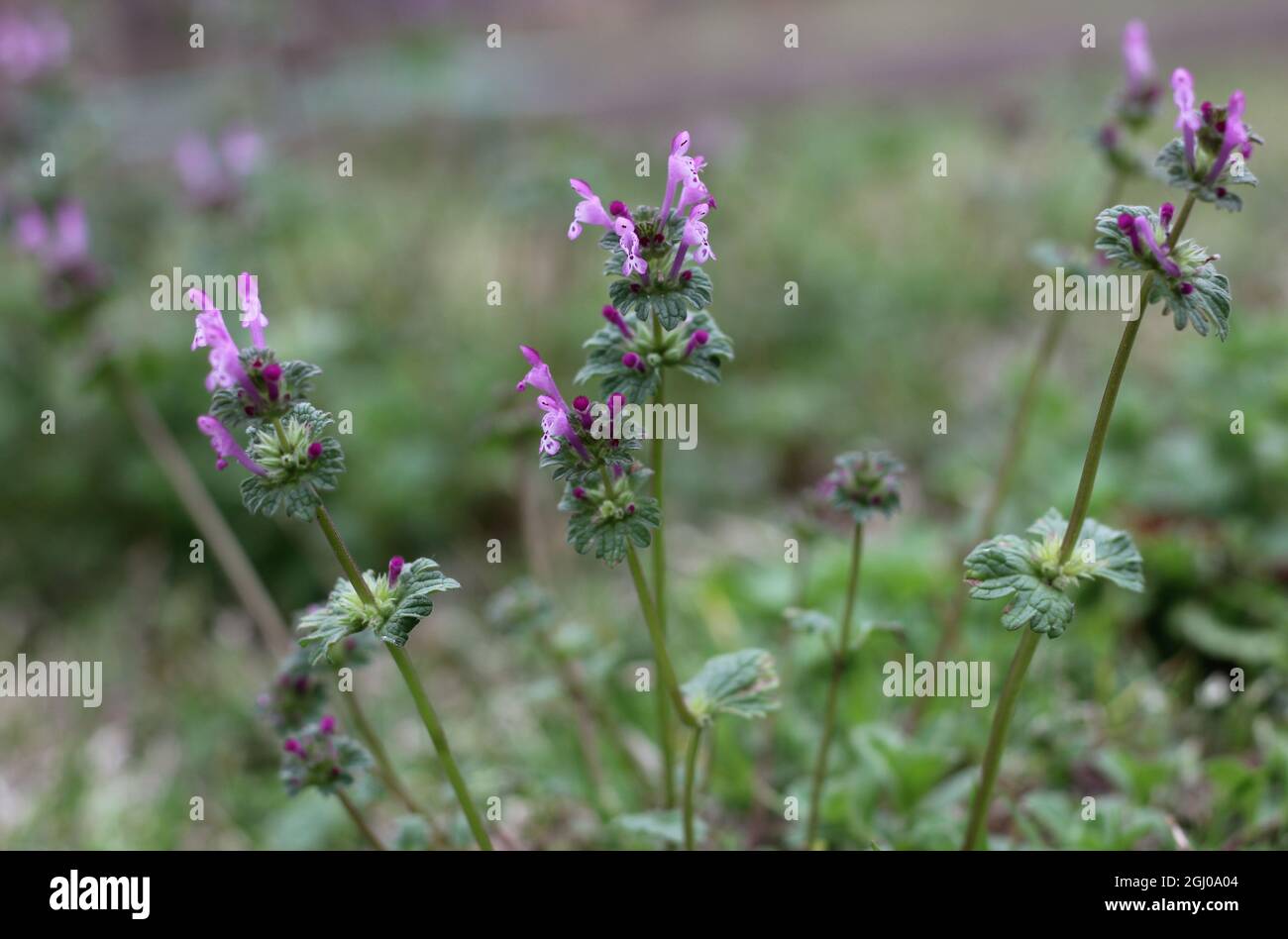 Field of Small Wildflowers in Rural East Texas Stock Photo - Alamy