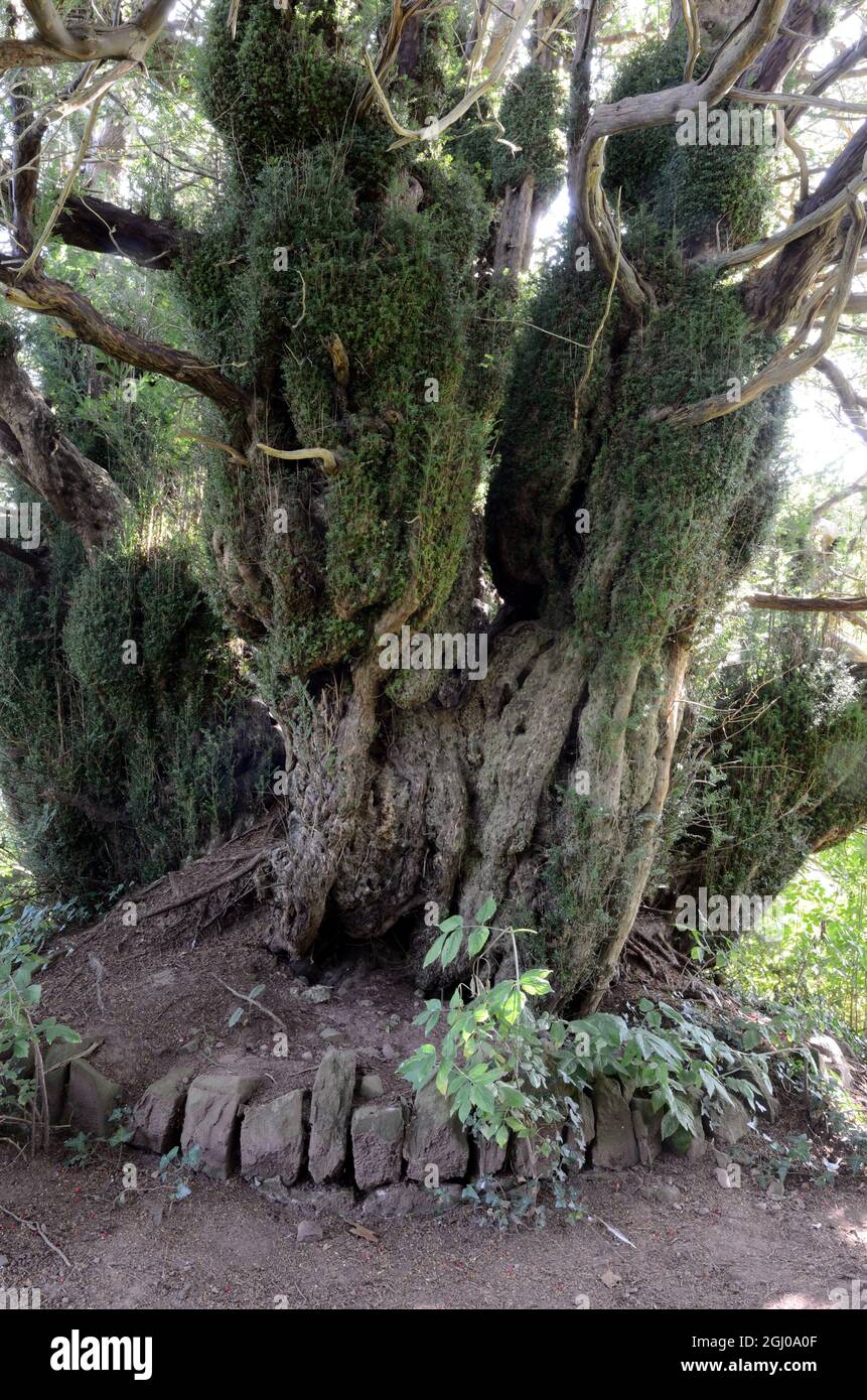 Yew tree churchyard wales hi-res stock photography and images - Alamy