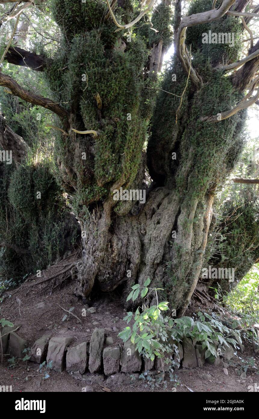 The Defynnog Yew tree said to be 5000 years old the oldest yew in the ...