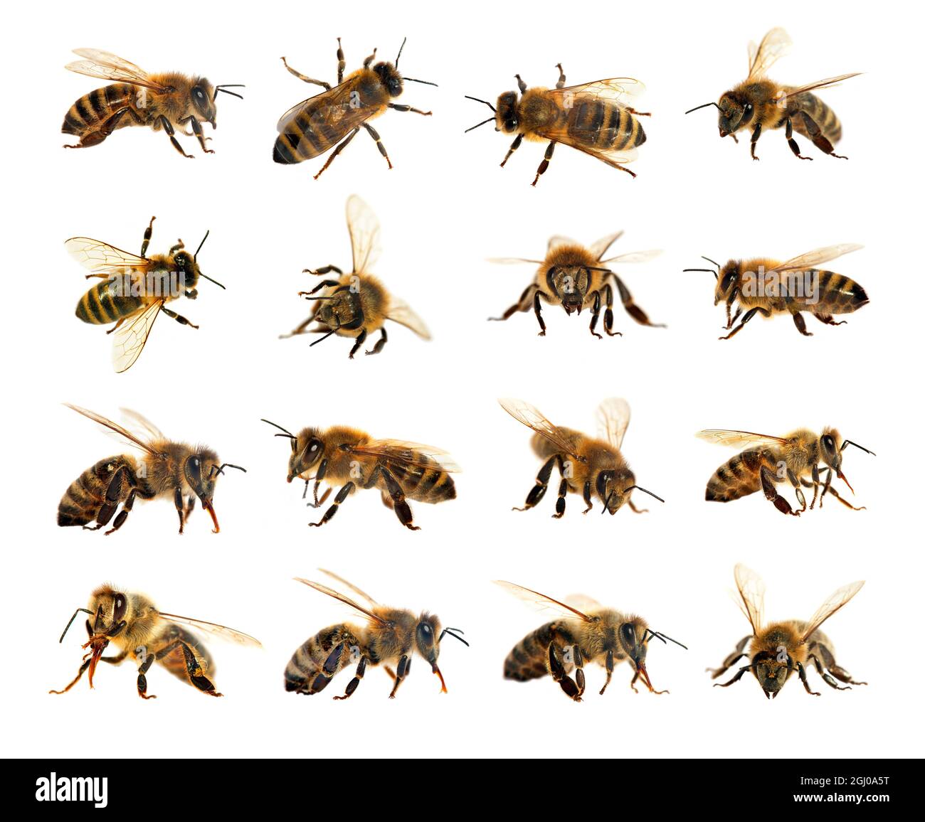 Honeybee latin apis mellifera Cut Out Stock Images & Pictures - Alamy