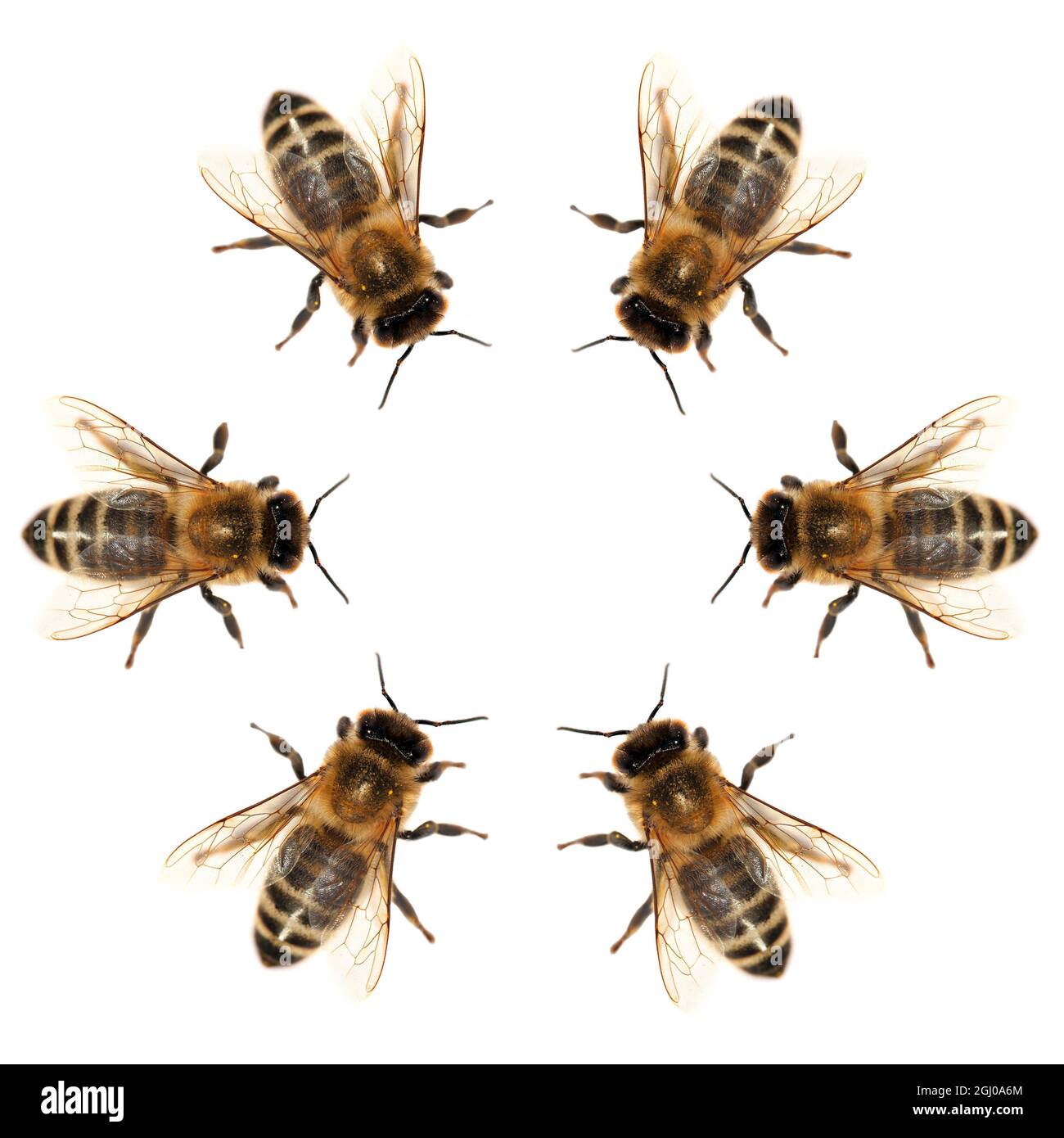 Honeybee latin apis mellifera Cut Out Stock Images & Pictures - Alamy