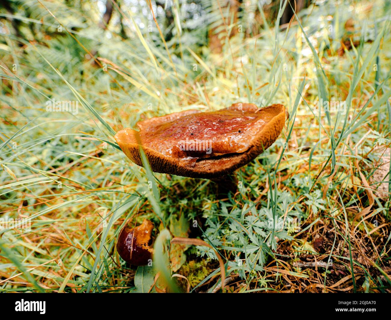 Mushrooms and Fungi growing in a moss covered forest in a beautiful ...