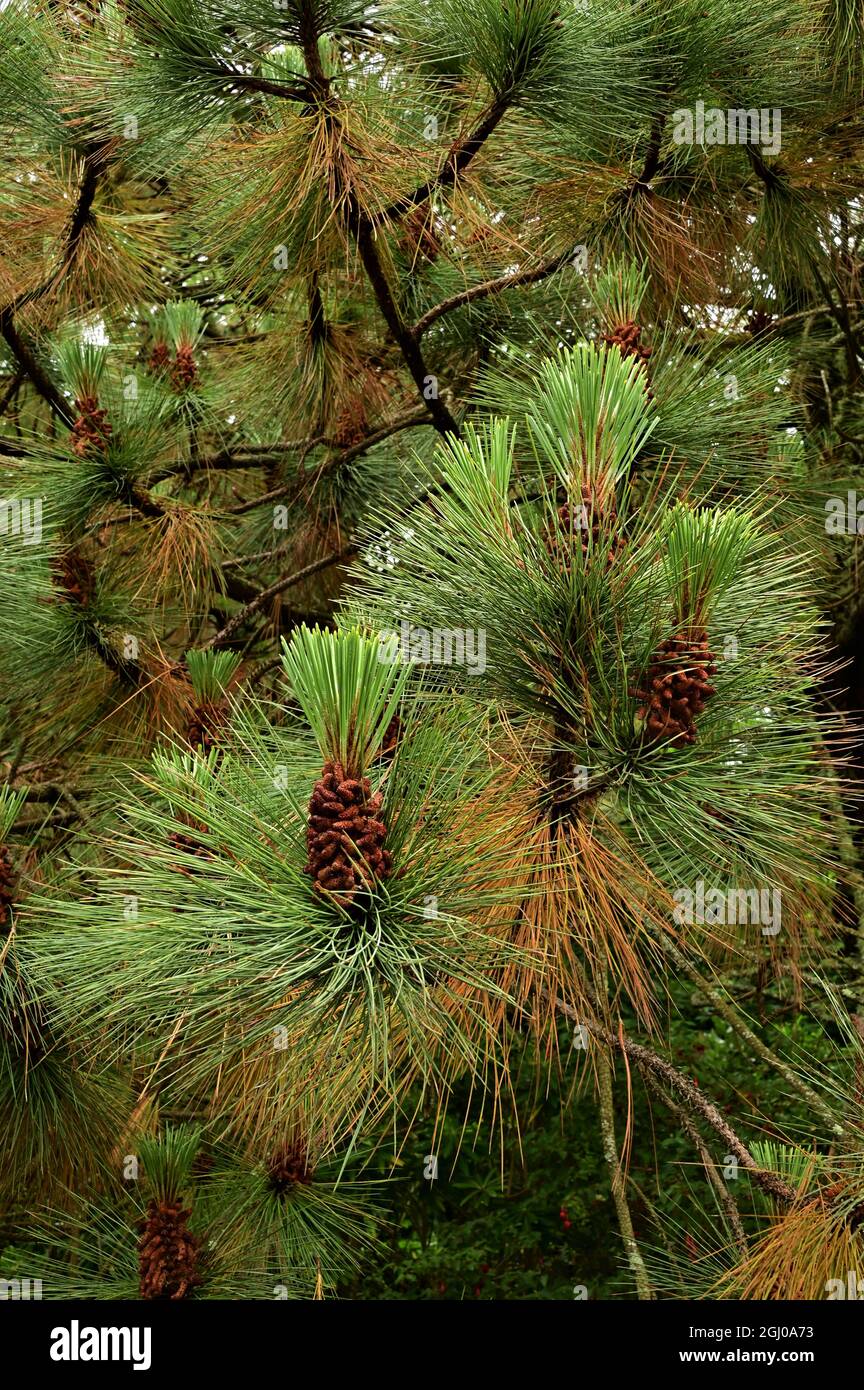 Long needles hi-res stock photography and images - Alamy