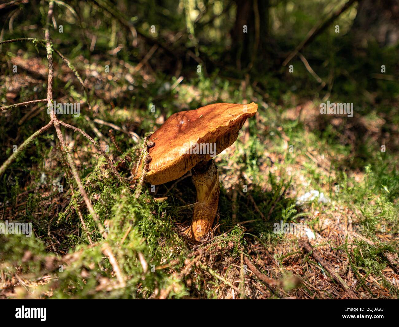 Mushrooms and Fungi growing in a moss covered forest in a beautiful ...
