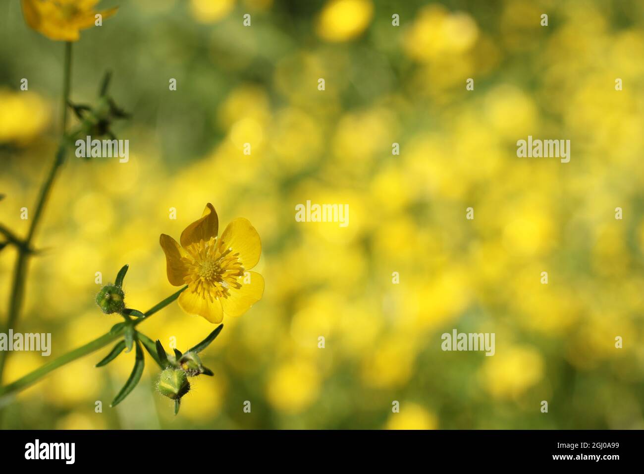 Field of Texas Wildflower Yellow Buttercup Ranunculus bulbosus ...