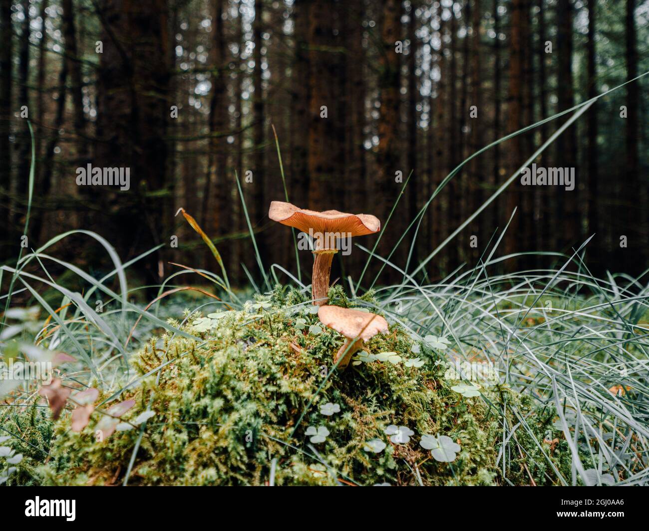 Mushrooms and Fungi growing in a moss covered forest in a beautiful ...