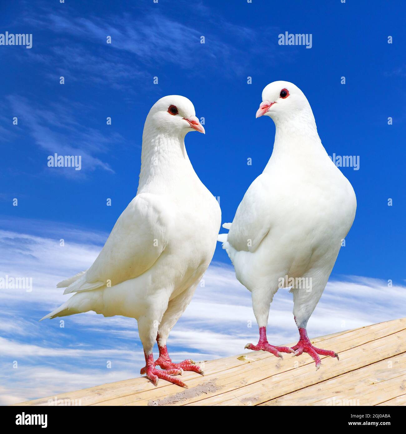 Two white pigeon on perch with beautiful sky, imperial pigeon, ducula ...