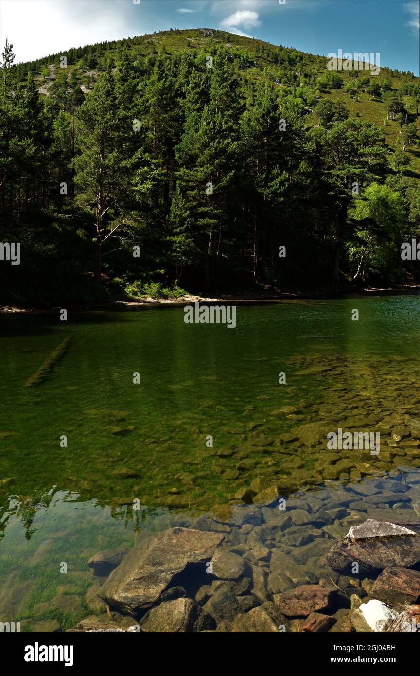 A view across the Green Loch (An Lochan Uaine) in Glenmore forest near ...