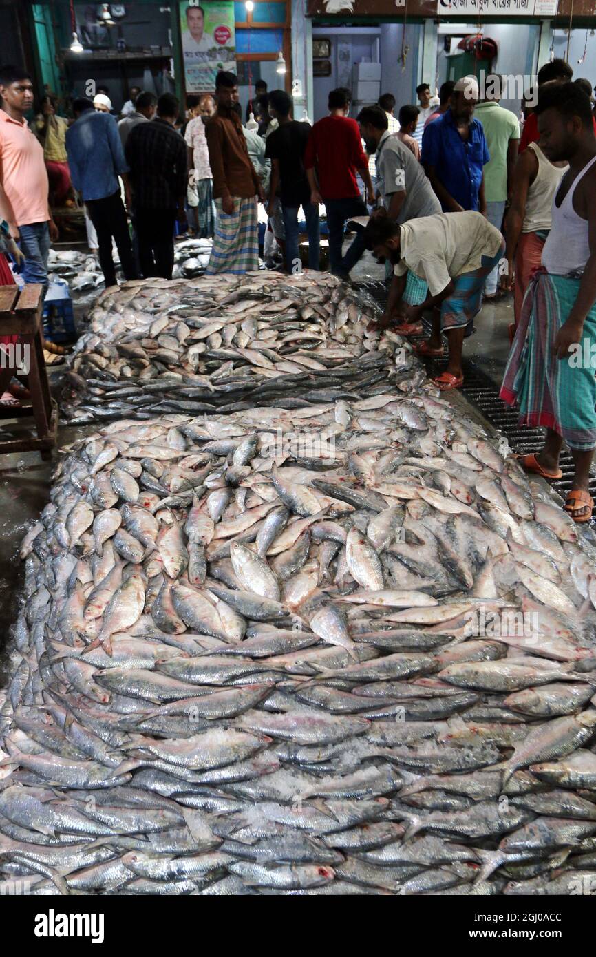 Chandpur fishmarket the largest wholesale market of Hilsha fish in ...