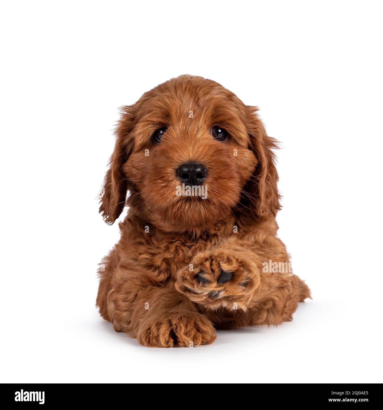 Adorable Cobberdog puppy aka Labradoodle dog, laying down facing front ...