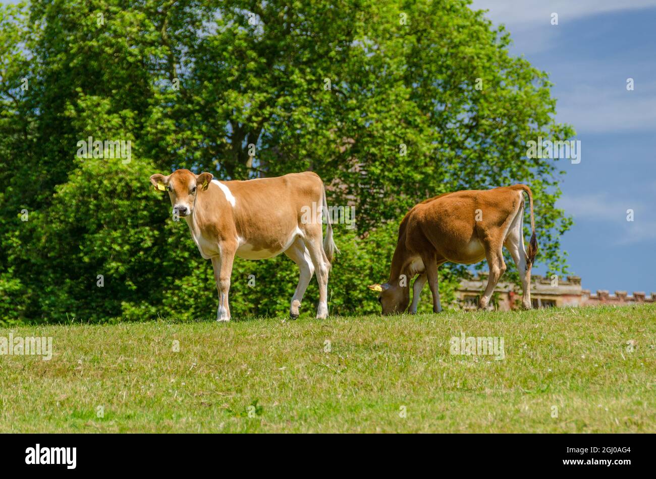 Jersey calves hi-res stock photography and images - Alamy