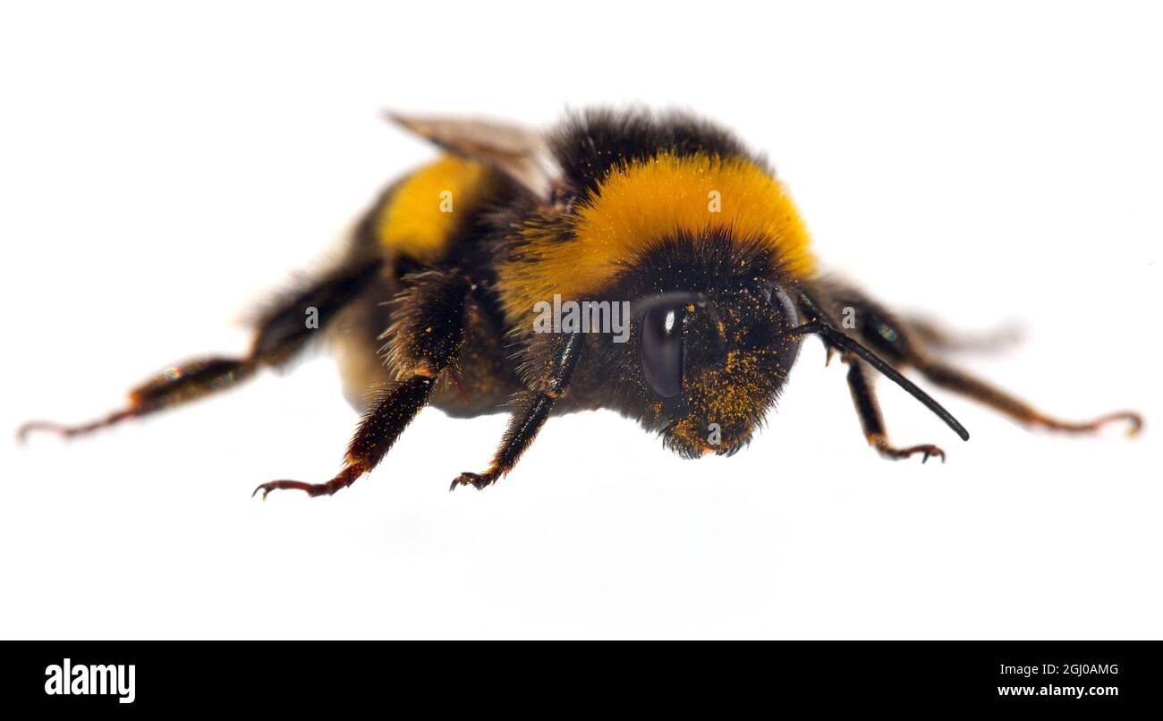 Bumble bee macro Cut Out Stock Images & Pictures - Alamy