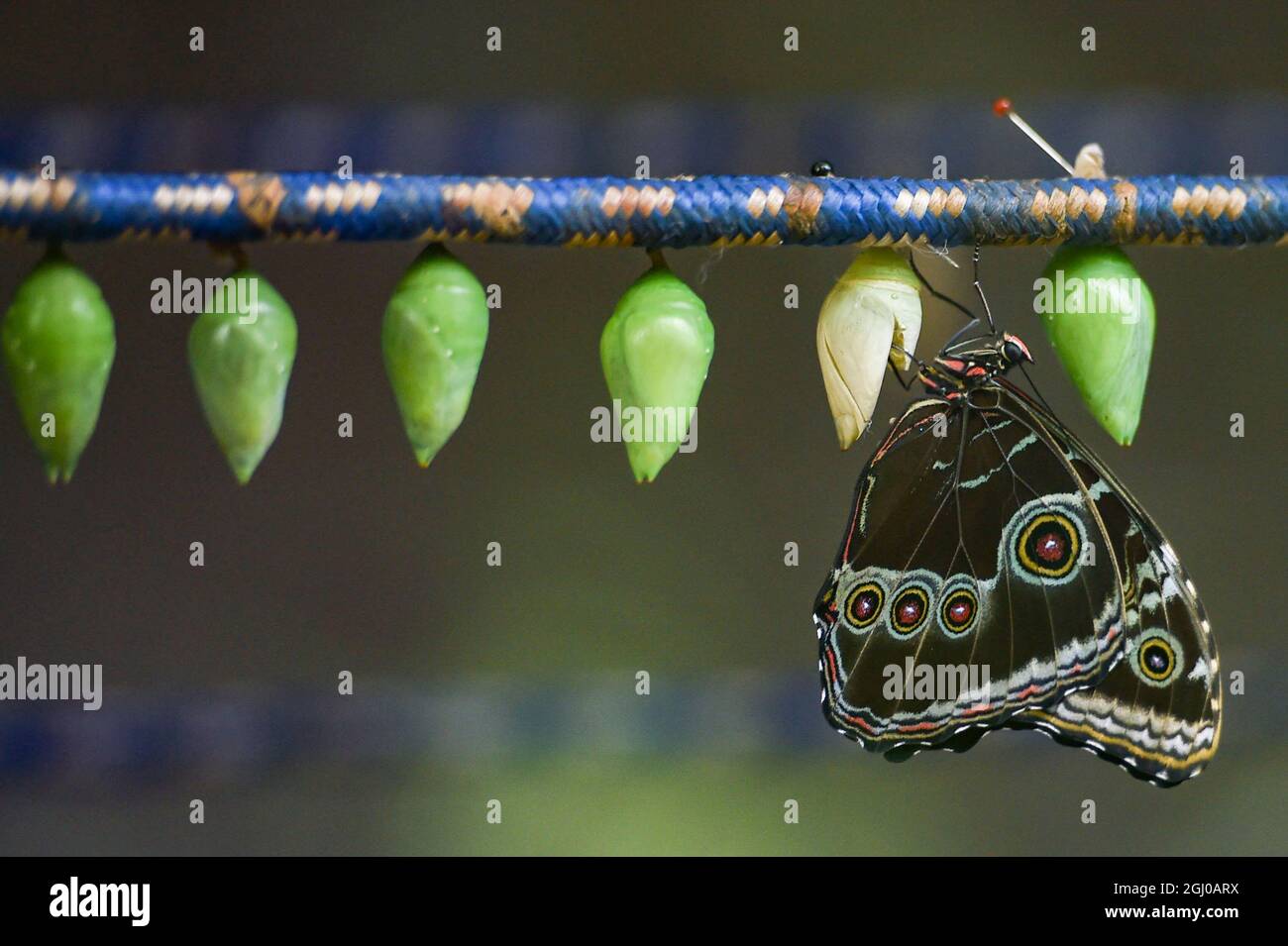 Trassenheide, Germany. 02nd Sep, 2021. In the so-called pupa house in ...