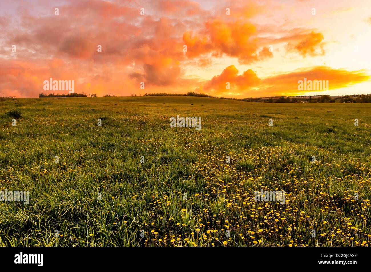 Sunrise or sunset on a field covered with young green grass and yellow ...