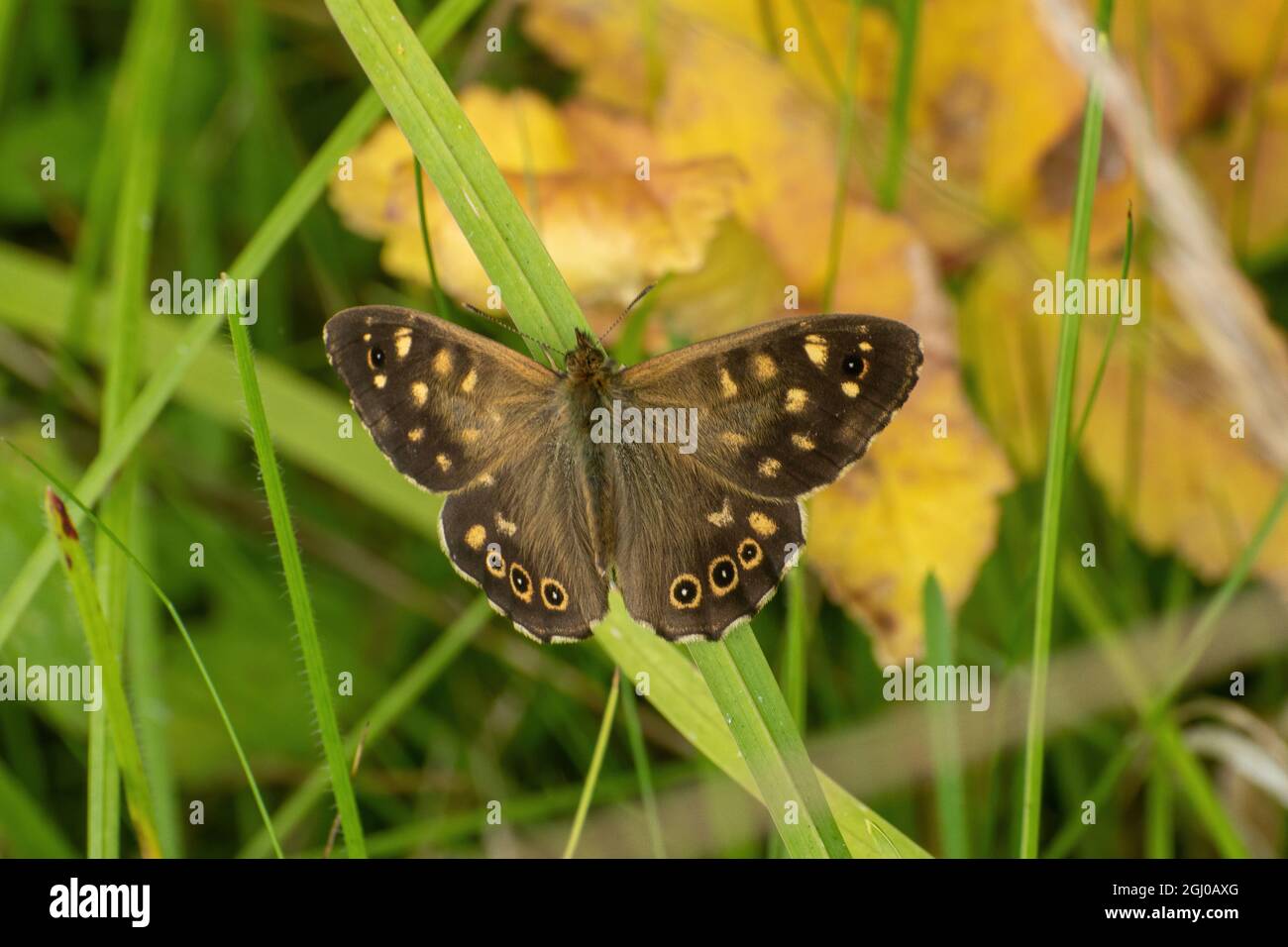 September butterfly hi-res stock photography and images - Alamy